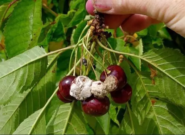 Sweet Cherry Annushka: အမျိုးမျိုးဖော်ပြချက်၊ ဓာတ်ပုံများ၊ ပြန်လည်သုံးသပ်ခြင်း 6466_5