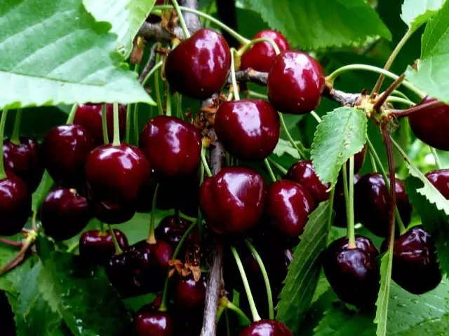 Sweet cherry Annushka: ferskaat beskriuwing, foto's, resinsjes 6466_8