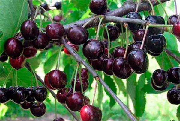 Cherry Astakhova: descrierea varietății, fotografii, recenzii 6467_1