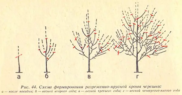 Cherry Astakhova: descrierea varietății, fotografii, recenzii 6467_8