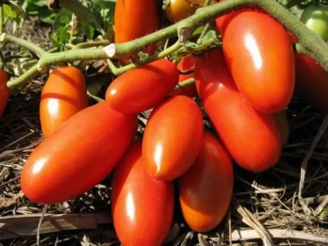 Tomate Siberiako Troika: barietatearen ezaugarriak eta deskribapena 646_1