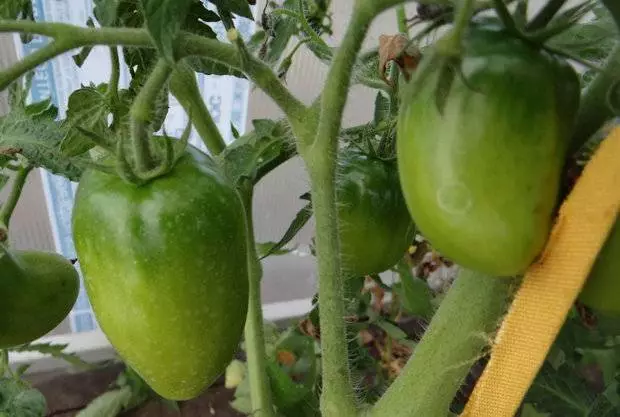 Tomate Siberiako Troika: barietatearen ezaugarriak eta deskribapena 646_3