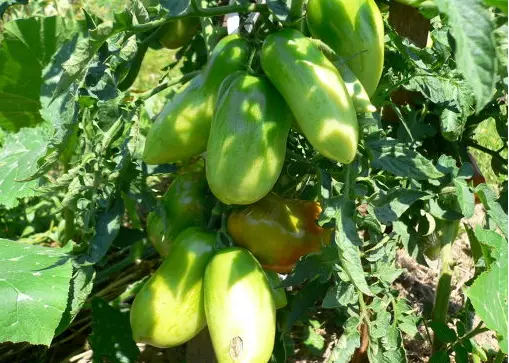 Tomate Siberiako Troika: barietatearen ezaugarriak eta deskribapena 646_5