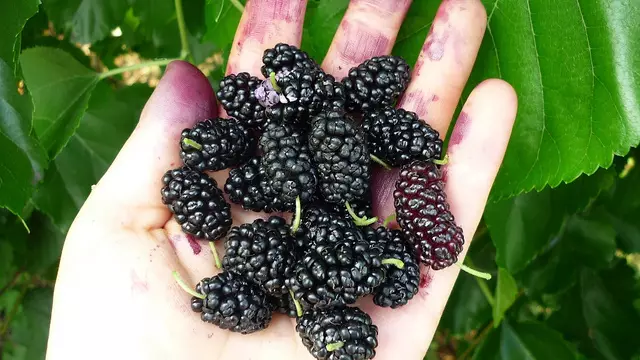 Mulberry Black Baroness: Sortenbeschreibung, Breite und Höhe, Bewertungen 6472_1