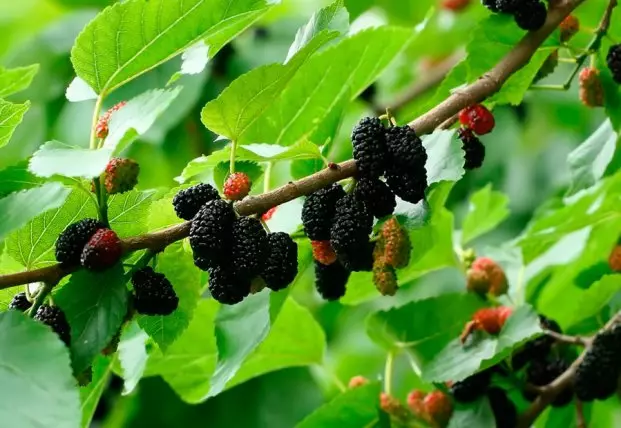 Baroness Mulberry Black: ລາຍລະອຽດແນວພັນ, ຄວາມກວ້າງແລະຄວາມສູງ, ການທົບທວນຄືນ 6472_2