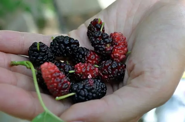 Mulberry Black Baroness: Sortenbeschreibung, Breite und Höhe, Bewertungen 6472_3