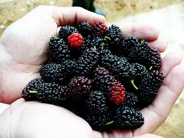 Mulberry Black Baroness: veislės aprašymas, plotis ir aukštis, apžvalgos 6472_4