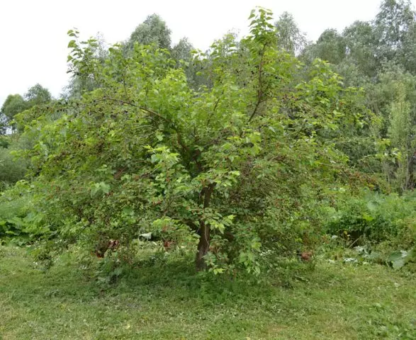 Mulberry ireng: katrangan, mupangat, budidaya lan perawatan, foto 6473_1