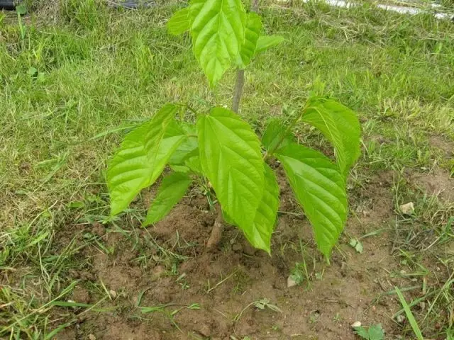 Mulberry ireng: katrangan, mupangat, budidaya lan perawatan, foto 6473_10