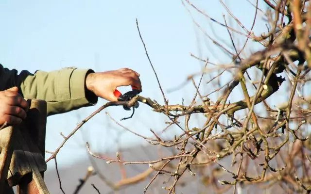 Mulberry ireng: katrangan, mupangat, budidaya lan perawatan, foto 6473_11