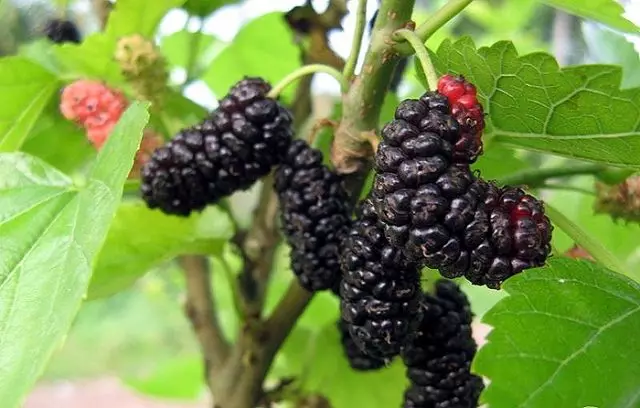 Mulberry Nwa: deskripsyon, benefis, kiltivasyon ak swen, foto 6473_15