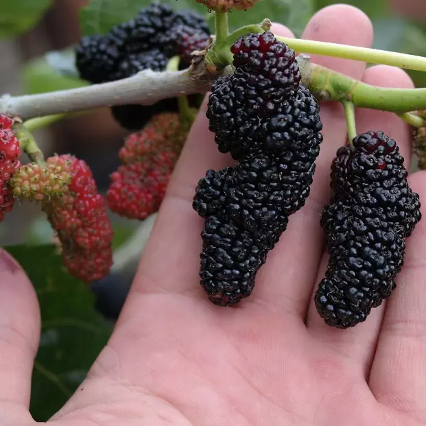 Mulberry ireng: katrangan, mupangat, budidaya lan perawatan, foto 6473_6