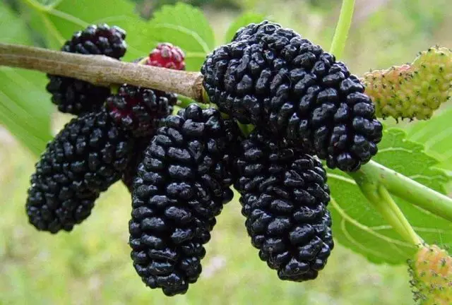 Mulberry ireng: katrangan, mupangat, budidaya lan perawatan, foto 6473_7