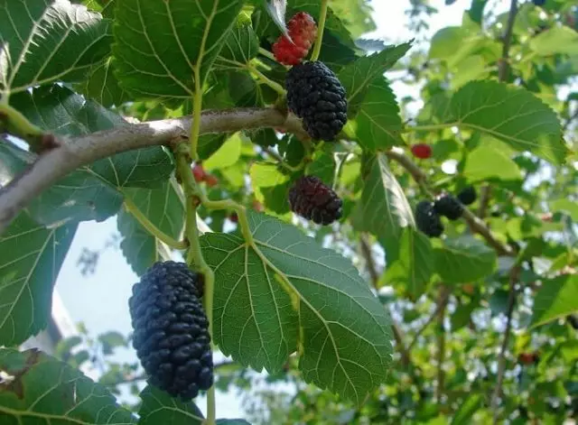 Mulberry Nwa: deskripsyon, benefis, kiltivasyon ak swen, foto 6473_8