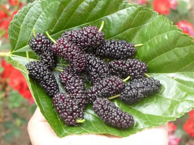 Mulberry Nwa: deskripsyon, benefis, kiltivasyon ak swen, foto 6473_9