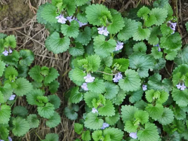 Ivy buddra (crochta, miontas madraí): plandaí luibheacha le haghaidh talamh oscailte, áit a bhfásann sé, a thairbhíonn agus a dhéanann dochar 6477_1