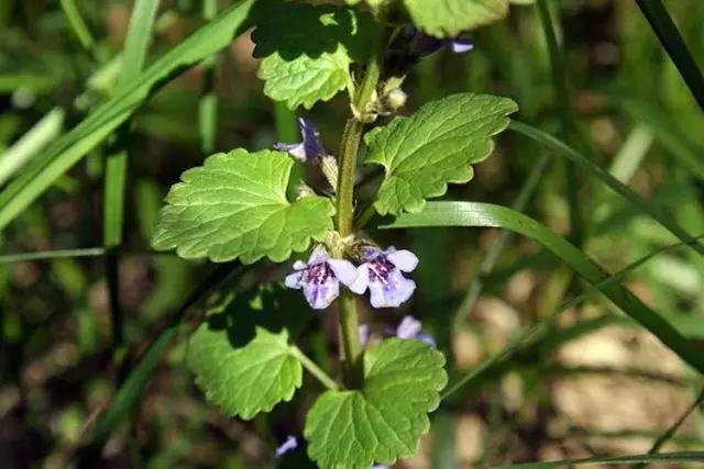 Ivy buddra (závesná, psia mäta): bylinky na otvorenom priestranstve, kde rastie, prospieva a škodí 6477_2