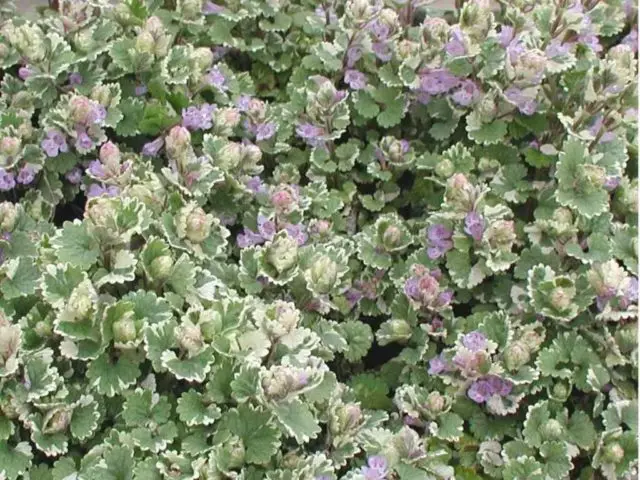 Ivy buddra (pendente, menta canina): piante erbacee per terreni aperti, dove cresce, benefici e danni 6477_6