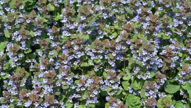 Ivy buddra (pendente, menta canina): piante erbacee per terreni aperti, dove cresce, benefici e danni 6477_8