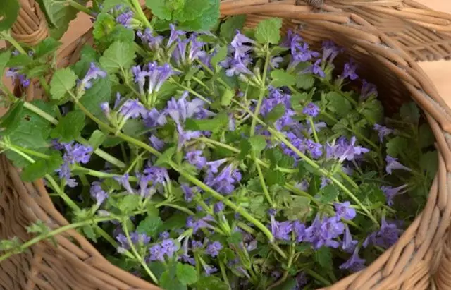 Ivy buddra (pendente, menta canina): piante erbacee per terreni aperti, dove cresce, benefici e danni 6477_9