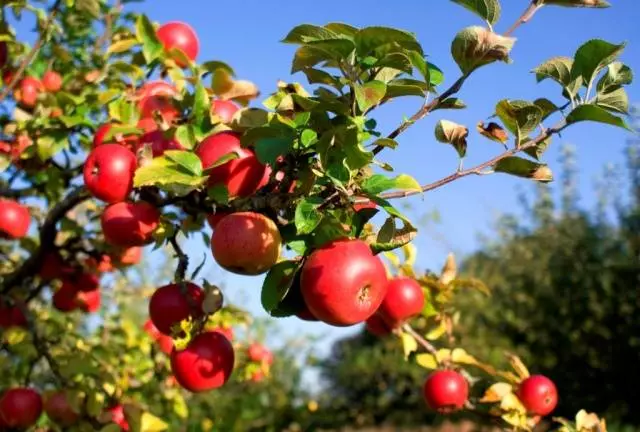 גראַפטינג עפּל ביימער אין די פאַלן פֿאַר ביגינערז 6483_1