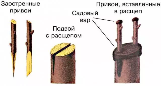 Grèf pyebwa pòm nan sezon otòn la pou débutan 6483_17