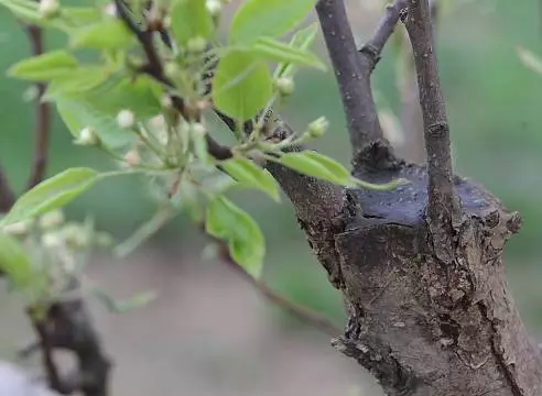 Kupandikiza miti ya apple katika msimu wa joto kwa Kompyuta 6483_33