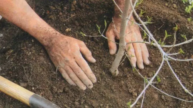 אגס אנג'ו: תיאור מגוון, צילום 6504_5