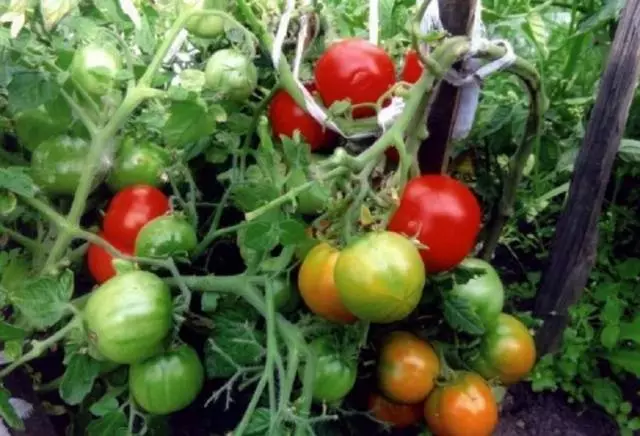 Tomato Sugar Bison: kenmerken en beschrijving van het ras 650_2