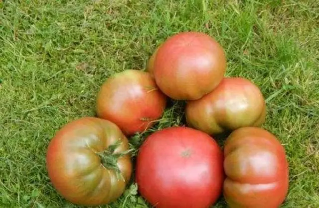 Tomatsukkerbison: karakteristika og beskrivelse af sorten 650_3