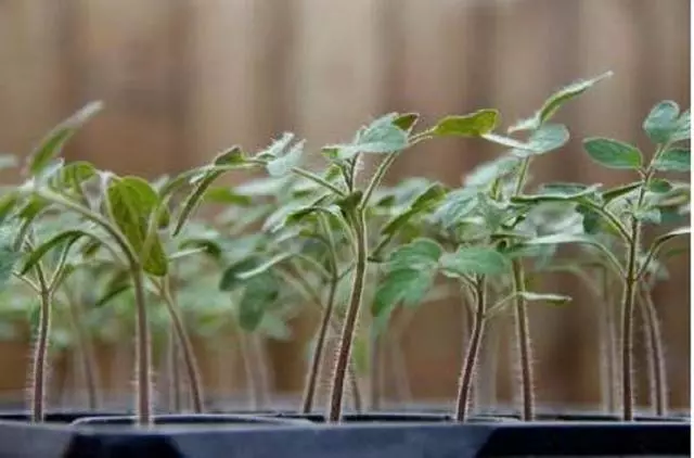 Tomatsukkerbison: karakteristika og beskrivelse af sorten 650_5