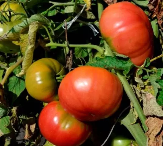 Tomatsukkerbison: karakteristika og beskrivelse af sorten 650_7