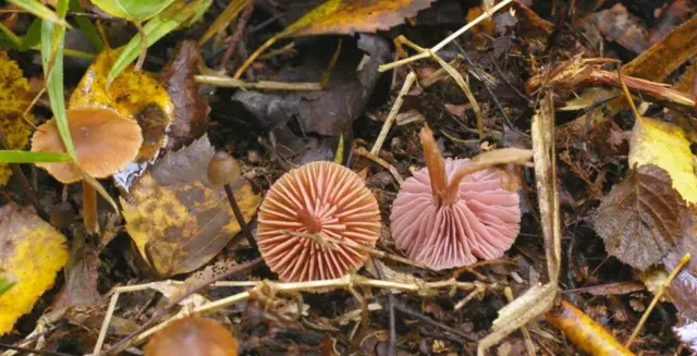 Verniz bicolor: é possível comer, onde cresce, como fica, gosto, foto 6512_1