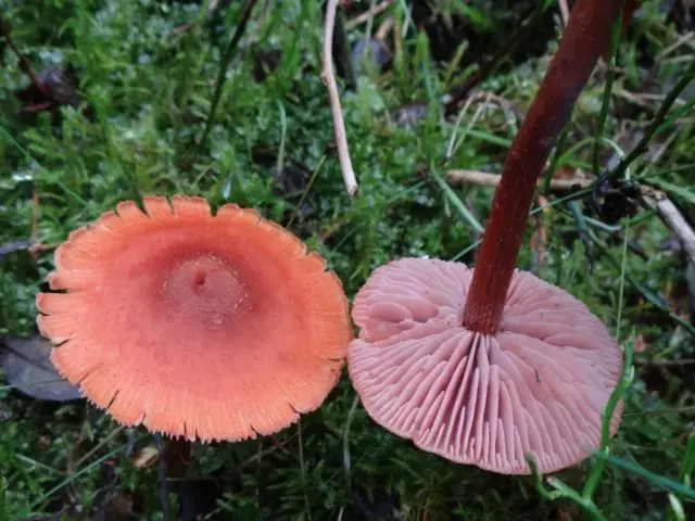 Verniz bicolor: é possível comer, onde cresce, como fica, gosto, foto 6512_2