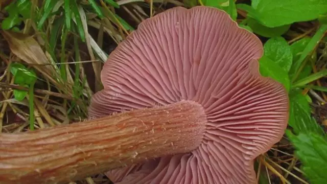 Verniz bicolor: é possível comer, onde cresce, como fica, gosto, foto 6512_4