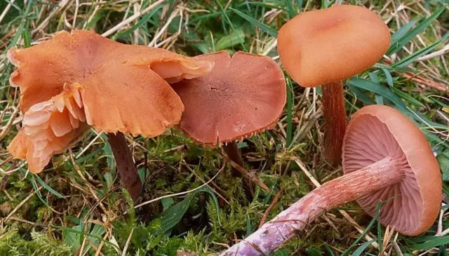 Verniz bicolor: é possível comer, onde cresce, como fica, gosto, foto 6512_6