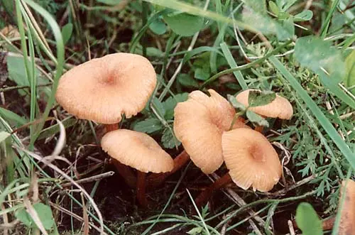 Verniz bicolor: é possível comer, onde cresce, como fica, gosto, foto 6512_7