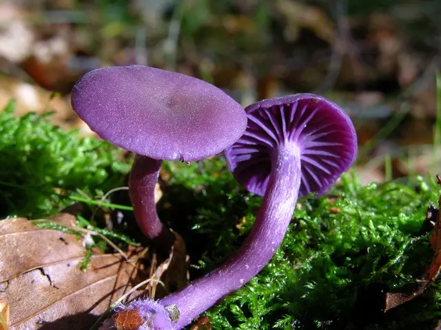 Verniz bicolor: é possível comer, onde cresce, como fica, gosto, foto 6512_9