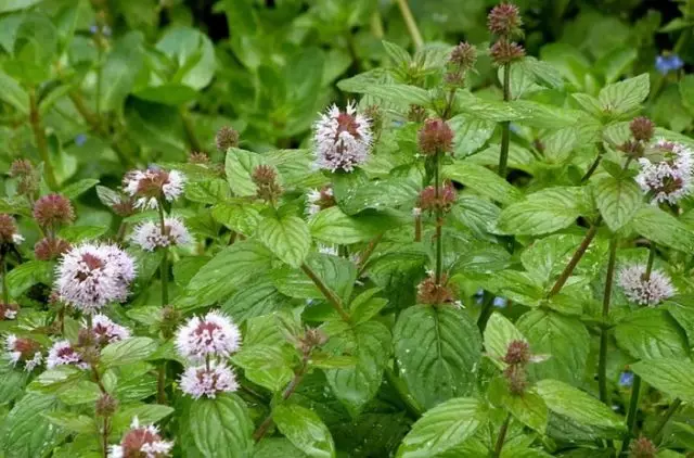 জল পুদিনা (জল, মেন্থা অ্যাকোয়াটিকা): রোপণ এবং যত্ন, চাষের বৈশিষ্ট্য, প্রয়োগ