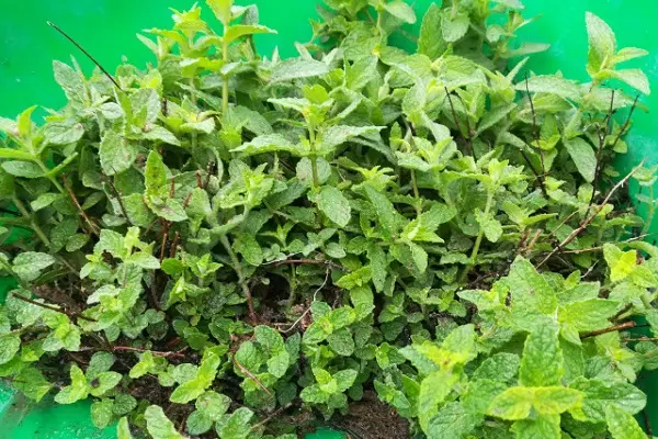 Strawberry mint: cog thiab saib xyuas, kev cog qoob loo 6516_21