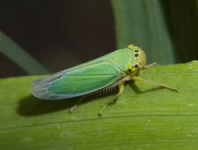 Marrubi menda: landaketa eta zainketa, laborantza ezaugarriak 6516_31