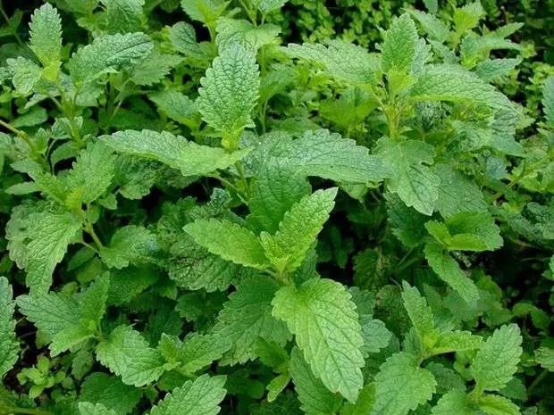 Strawberry mint: cog thiab saib xyuas, kev cog qoob loo 6516_5