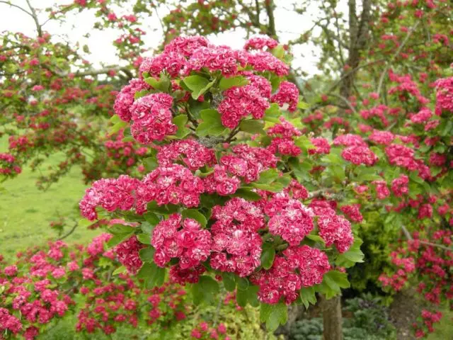 Hawthorn Paul Scarlet (Paul s Scarlet): mô tả, hình ảnh, đánh giá 6525_1