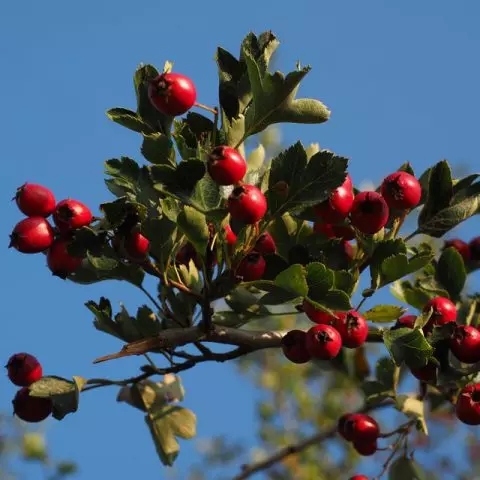 When to harvest hawthorn 6532_2