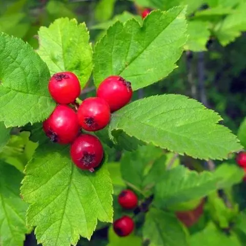 When to harvest hawthorn 6532_3