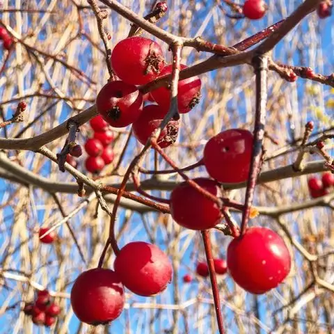 When to harvest hawthorn 6532_6