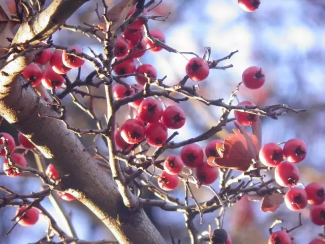 When to harvest hawthorn 6532_7