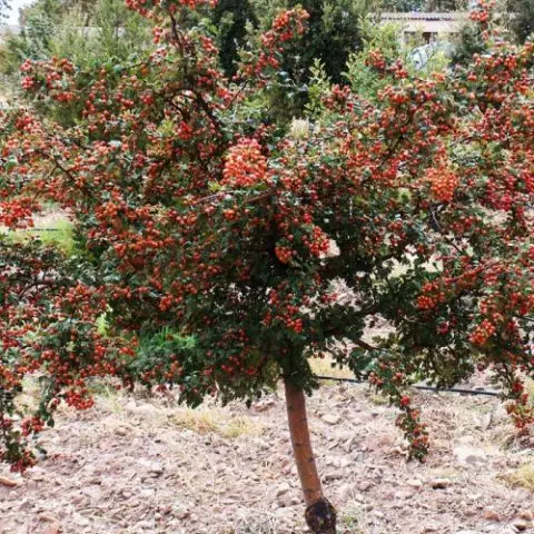 Hawthorn komuni: deskrizzjoni, ritratt, reviżjonijiet 6536_2