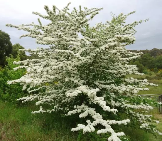 Common Hawthorn: beskriuwing, foto, resinsjes 6536_3