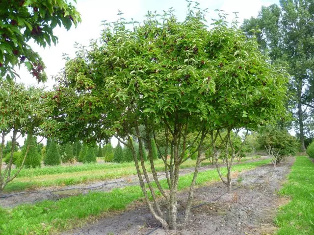 Hawthorn komuni: deskrizzjoni, ritratt, reviżjonijiet 6536_6